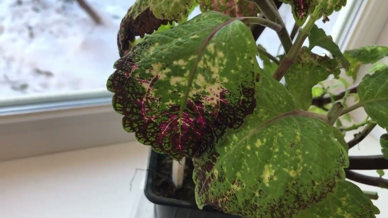 Как содержать маточники колеусов зимой? Аватар - самый знаменитый колеус