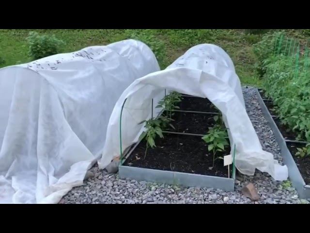 Как выглядит экологический огород ресторана «Биршале» в Белокурихе?