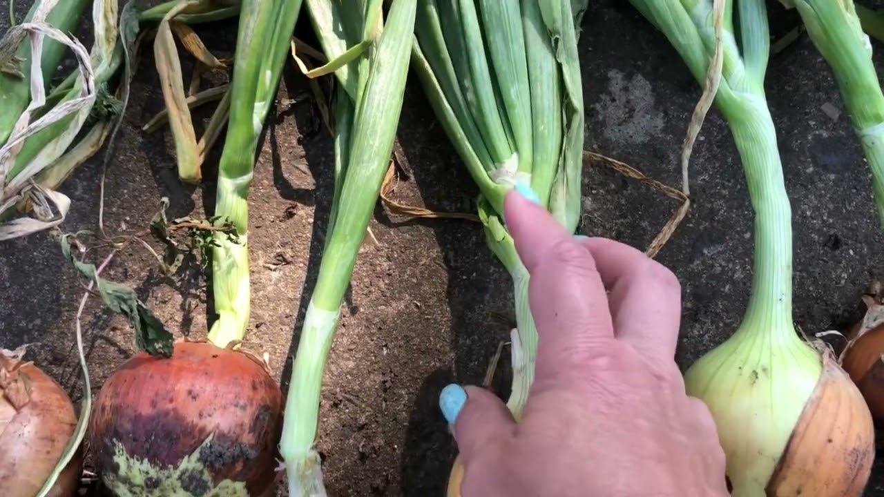 Лук Эксибишен: что получилось из моего эксперимента