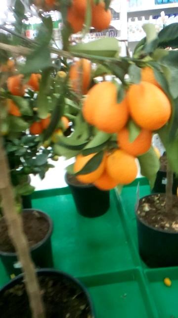 Цитрусы в горшках - плантация_20250411_145008