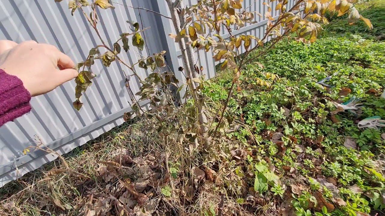 ДАЧА , ОСЕНЯЯ ЖАРА +18, 2021