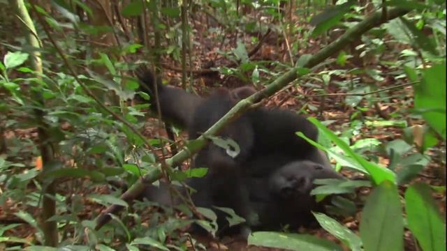 Gorilla _ Amazing Animals.mp4