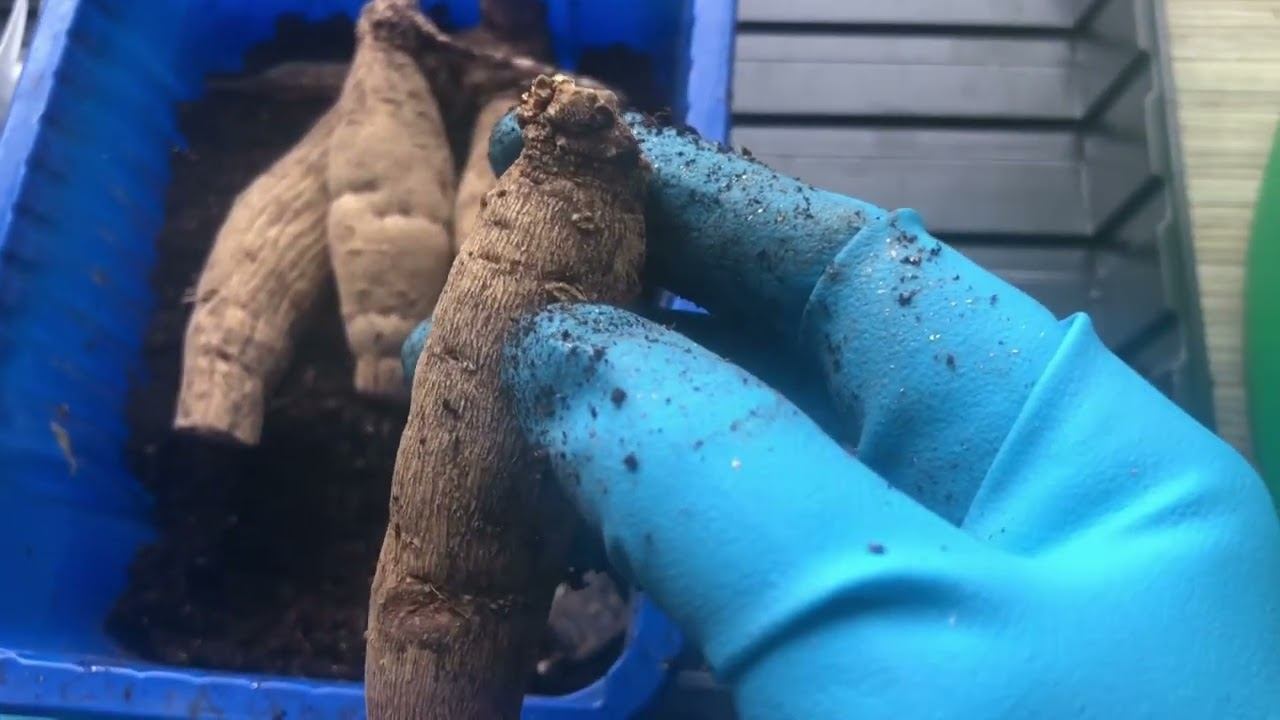 Как посадить георгины для раннего черенкования