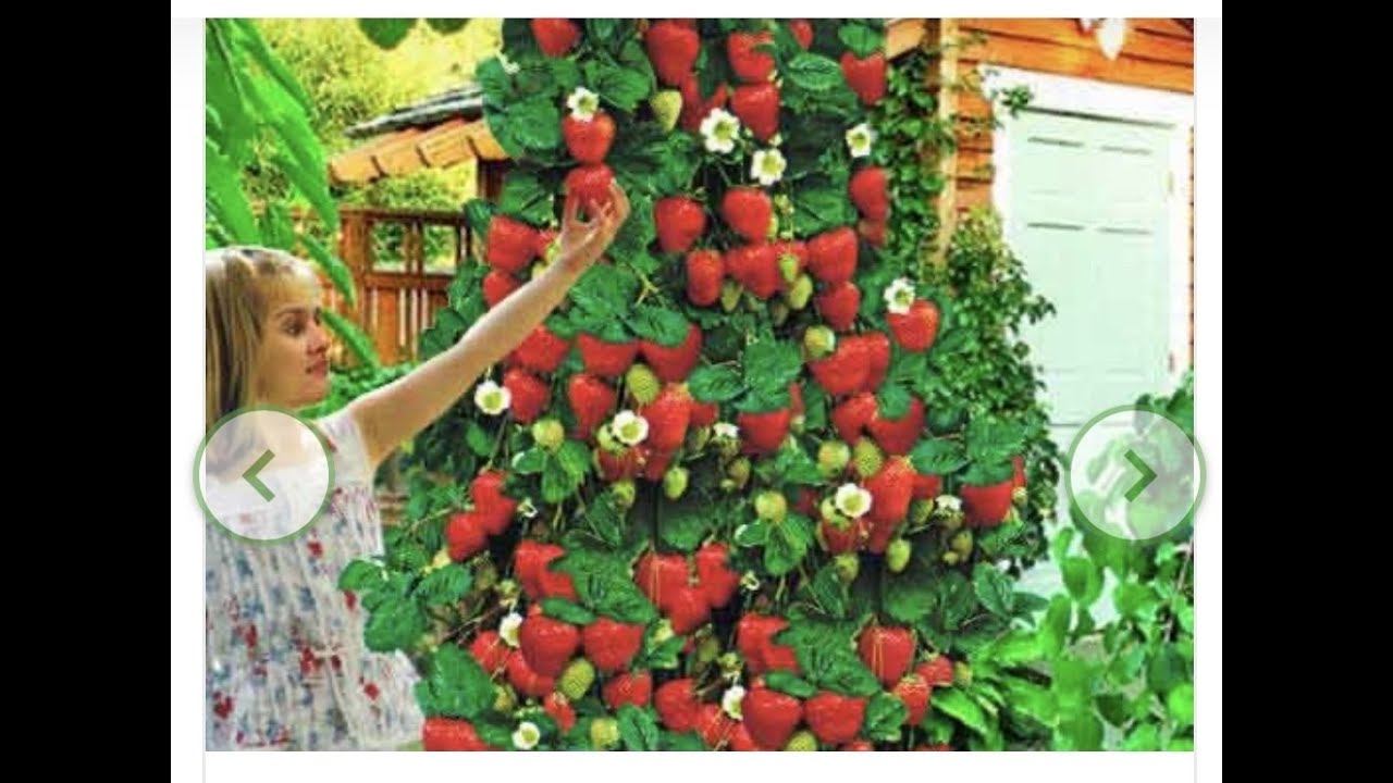 Сажаем вьющуюся клубнику и пионы, которые прислал мне «Беккер»