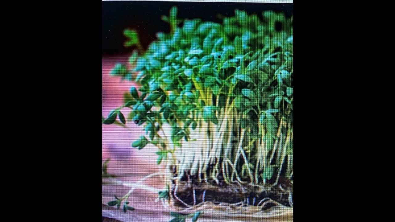 3 способа выращивания микрозелени в домашних условиях