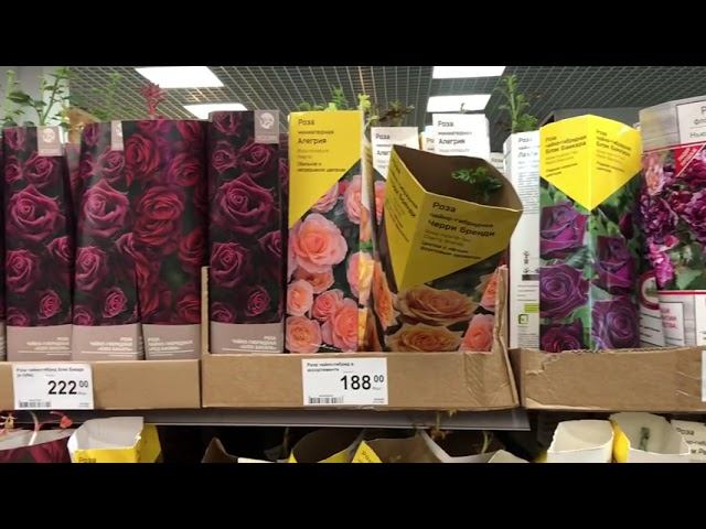 Что продают для сада-огорода в Леруа Мерлен 12 февраля 2022? Ярославль. Ч.1