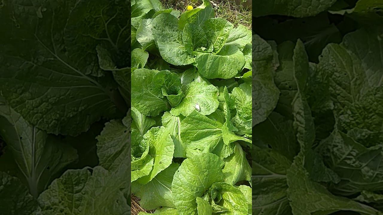 КАПУСТА ПО НОВОМУ МЕТОДУ!!!