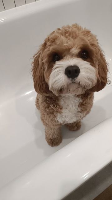 Спарки 🐕 ждёт 🌊🌊 когда пойдет тепленькая❣️