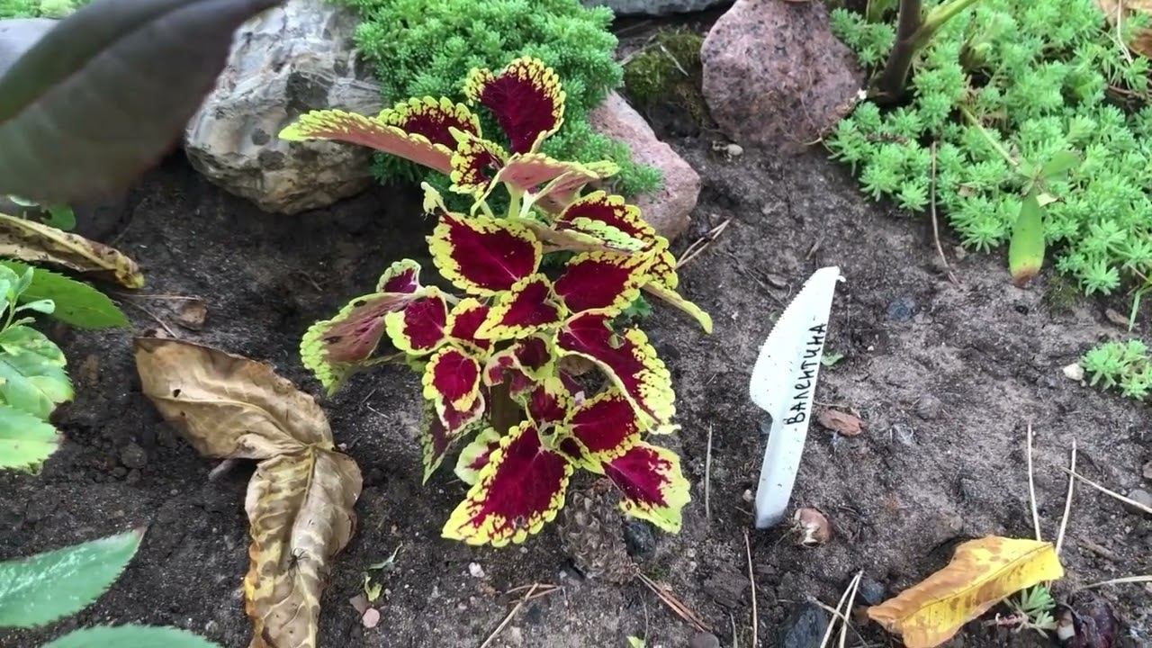 Коллекция колеусов 2022. Часть 4