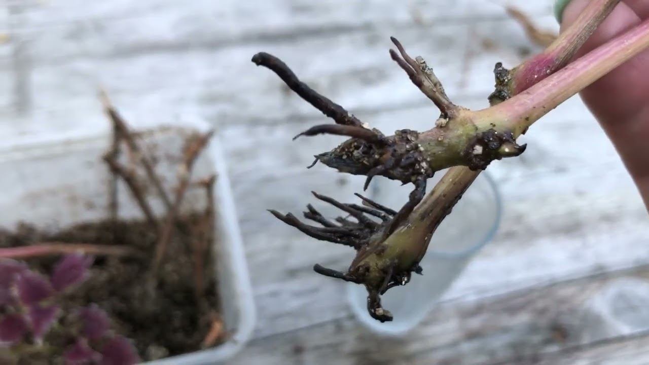 Как просто начеренковать виноград летом?