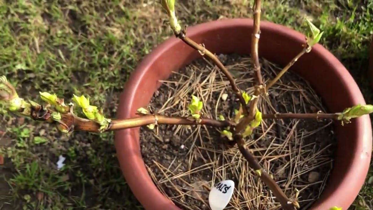 Время пробуждения: выносим любимые гортензии и другие растения из подвала навстречу весеннему солнцу