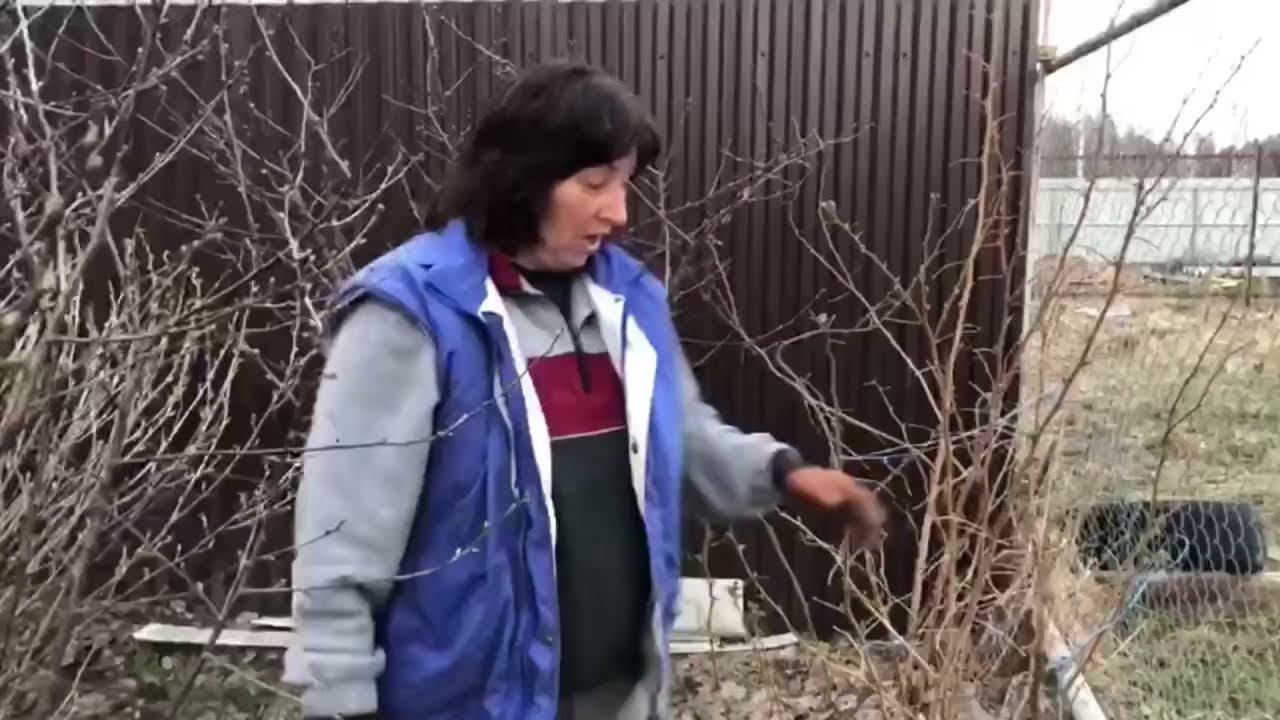 Все тонкости весенней обрезки малины: делюсь своим опытом