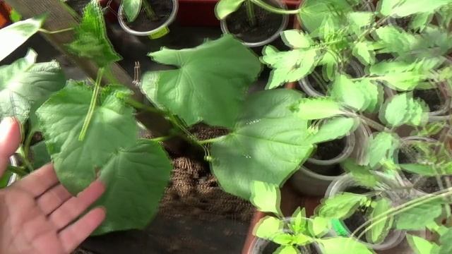 Огурцы и томаты в одной теплице. Хорошо ли им вместе? Они такие разные!