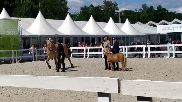Синхронизация человека и лошади на свободе
