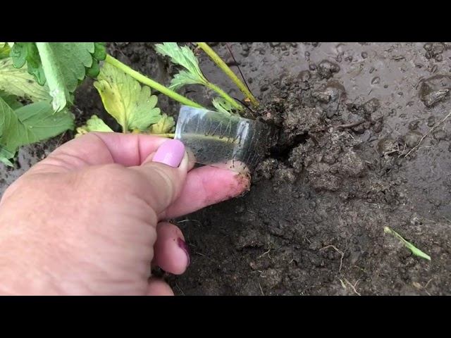 4 суток в пакете, 3500 км - и вот сибирская рассада клубники у нас на грядке!