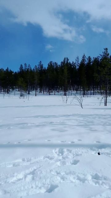 красивый лес🌲🦔