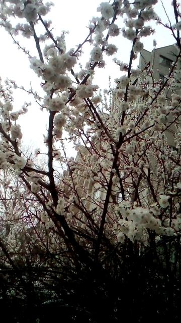 Абрикос уже цветет _20250411_135503