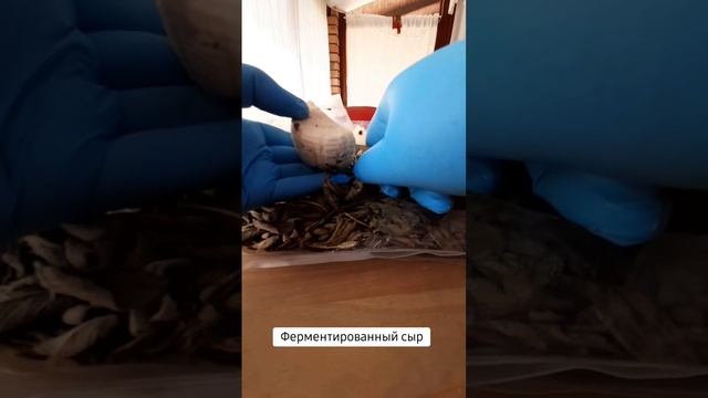 ФЕРМЕНТИРОВАННЫЙ СЫР!