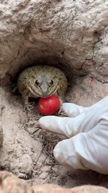 Да, помидорки нужно защищать!