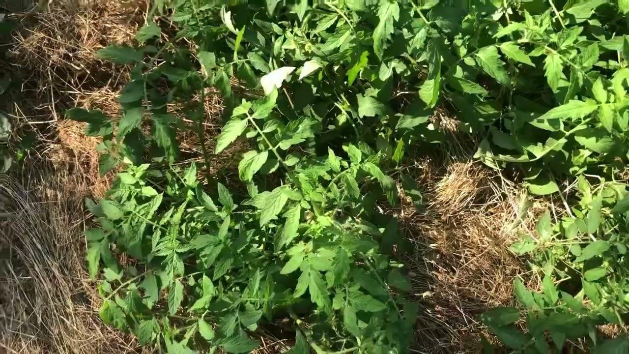 Томат «Монгольский карлик»