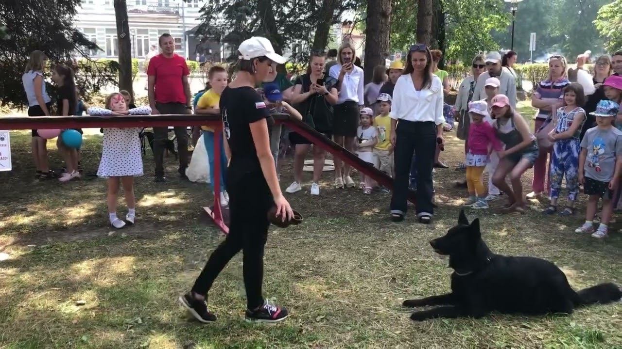 Умные собаки - благо для людей