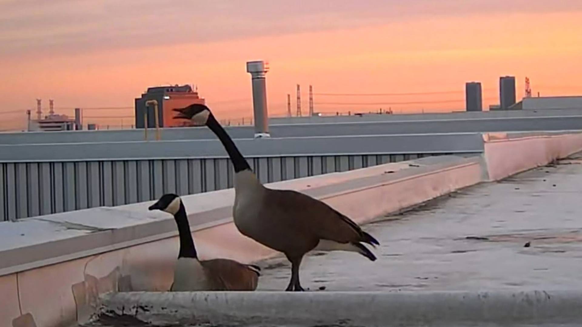 Фотоловушка в Городе _ Гуси. Камера FLEX G-36