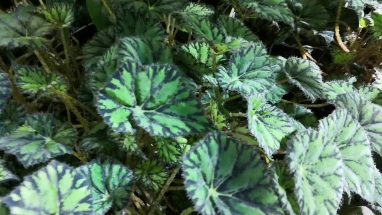 Бегония. Океанариум. Владивосток 2020