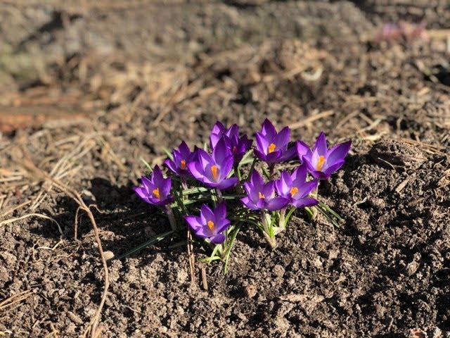 Ура! Пришло тепло, сеем первую зелень