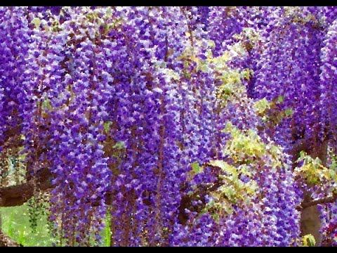 Как вырастить глицинию в средней полосе России