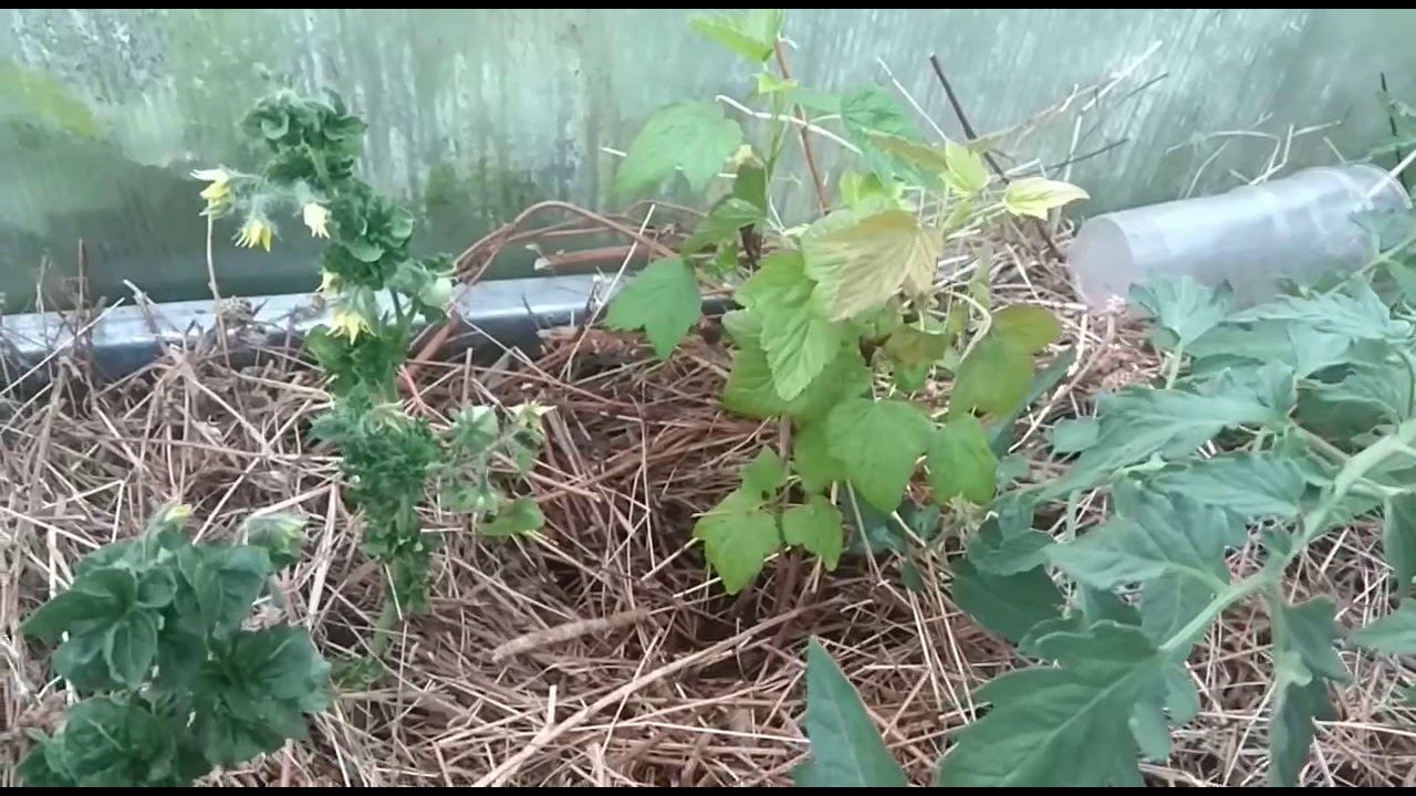 Когда и как лучше черенковать смородину?