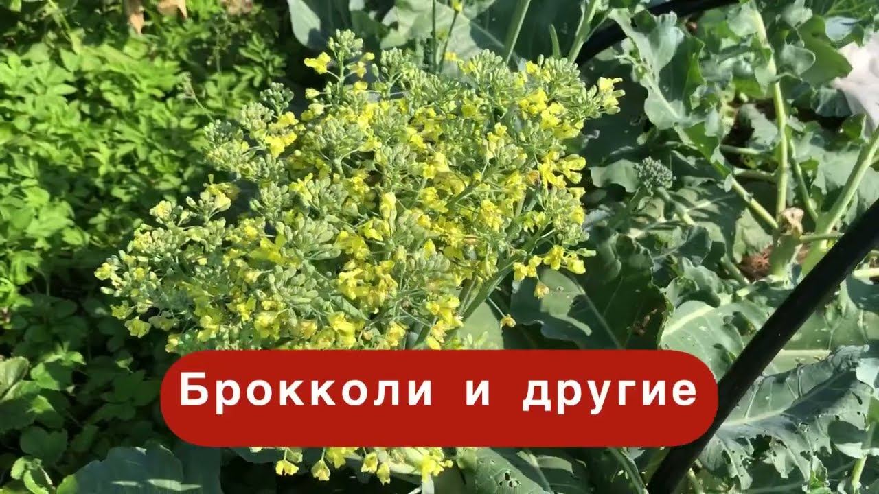 Брокколи и другие