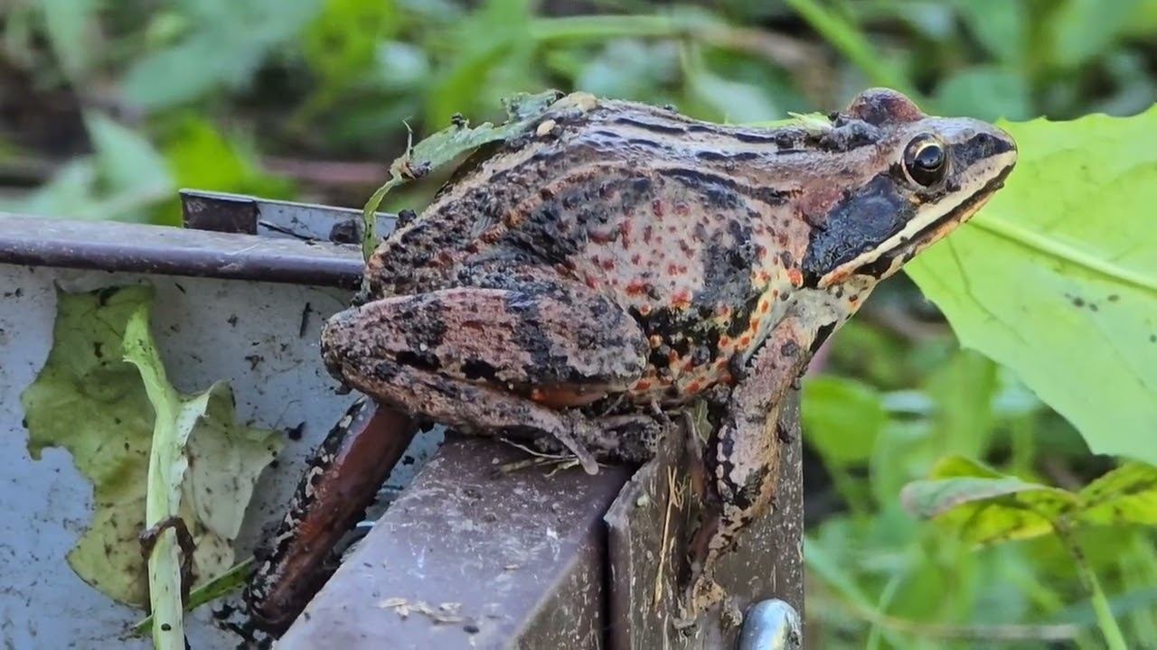 Дача в начале осени 2024