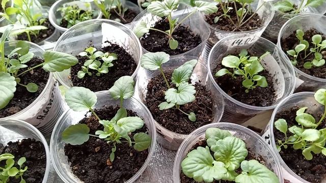 ПАУТИННЫЙ КЛЕЩ НА РАССАДЕ ПЕРЦЕВ.