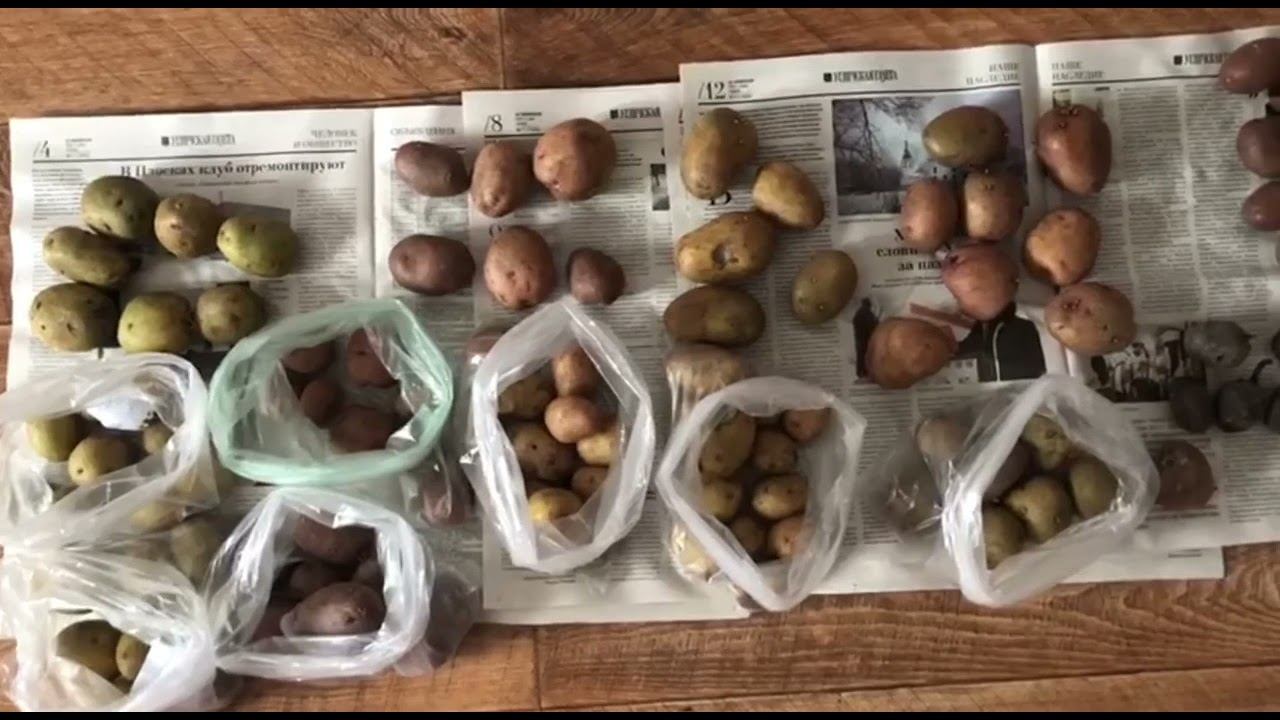 Что осталось от семенной картошки после посещения крыс