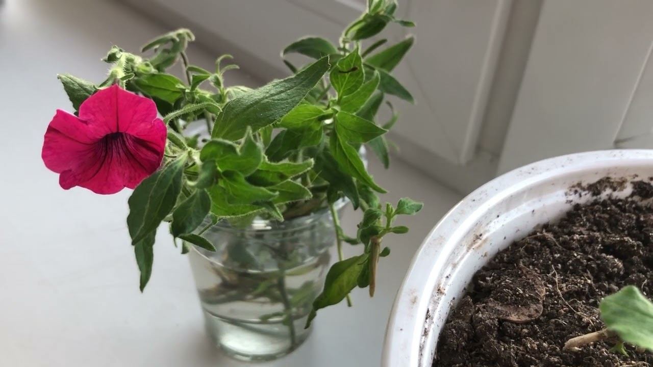 Эта самая стойкая петуния Тайдал цветет в декабре!