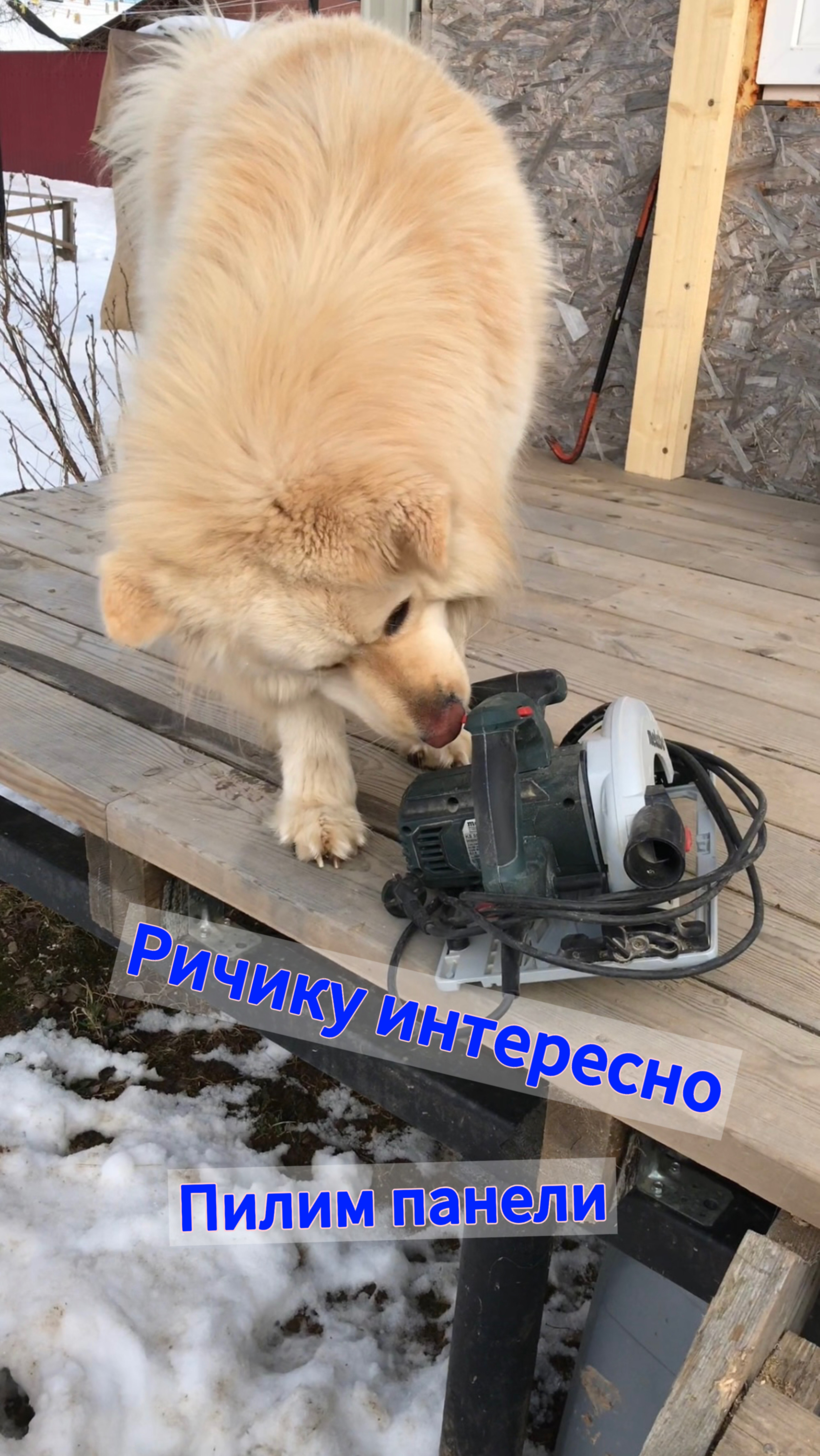 Пилим панели, псу Ричику все интересно