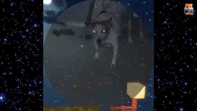 Подборка самых смешных роликов 7