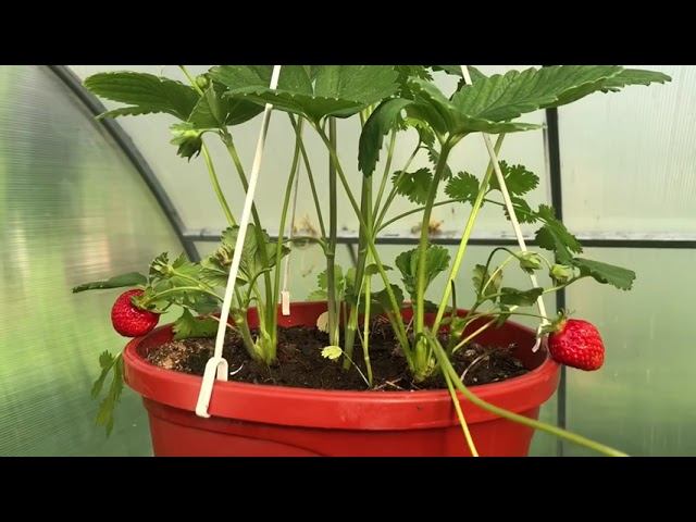 Вьющаяся клубника через 2 месяца после посадки дала первый урожай