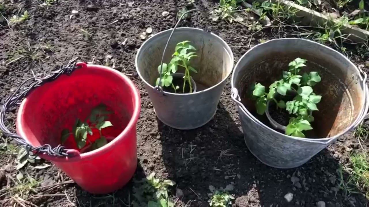 Выращивание ранней картошки в вёдрах из глазков: урожай будет в начале июня