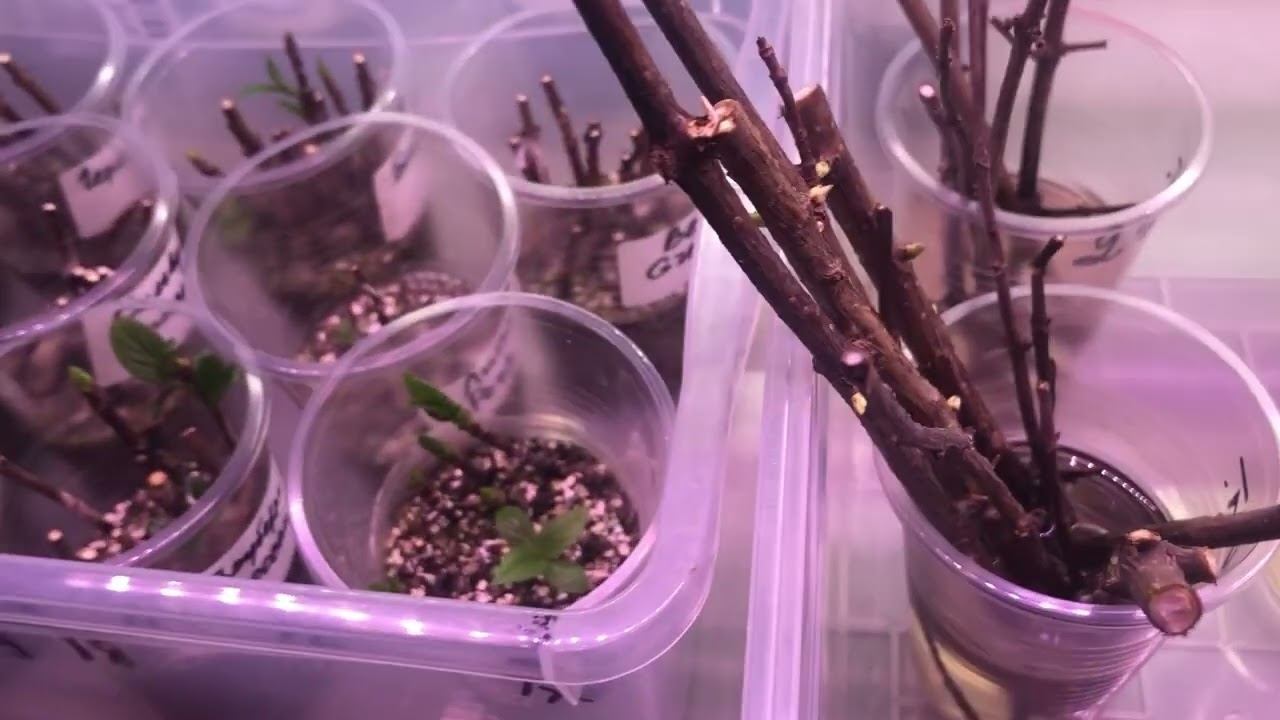 Результаты позднеосеннего черенкования метельчатых гортензий