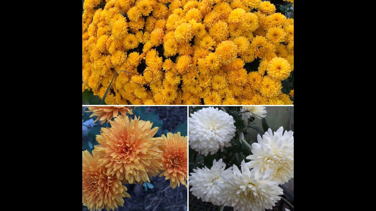 Как перезимовали в подвале многолетние цветы и семенная картошка