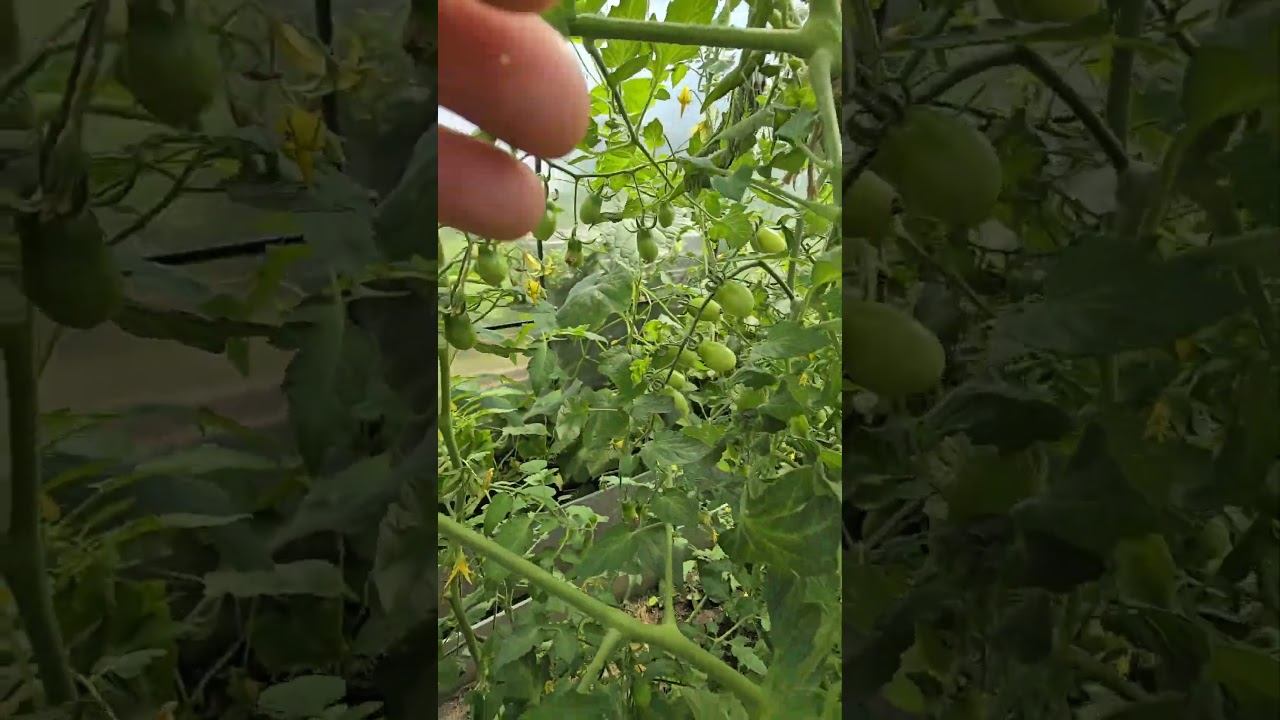 Теплица обзор 21.07.2024 #дача #огород #огурцы#помидоры