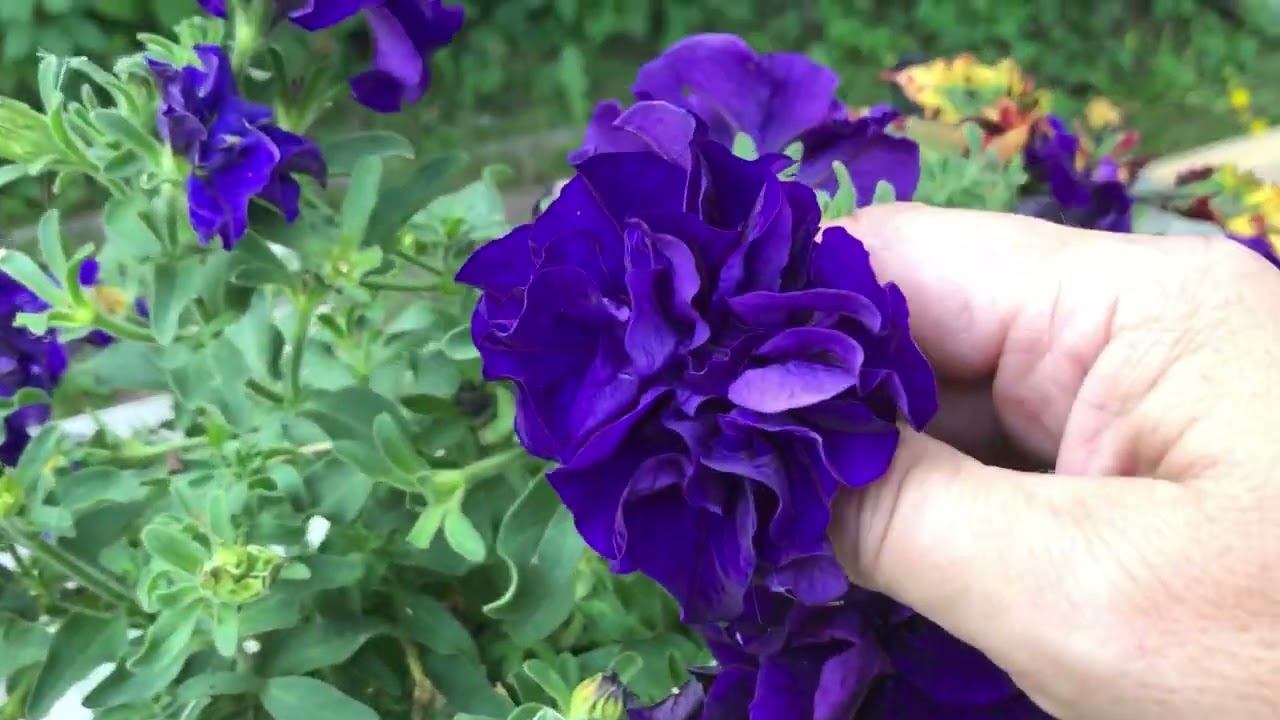 Композиции из колеусов, август 2022