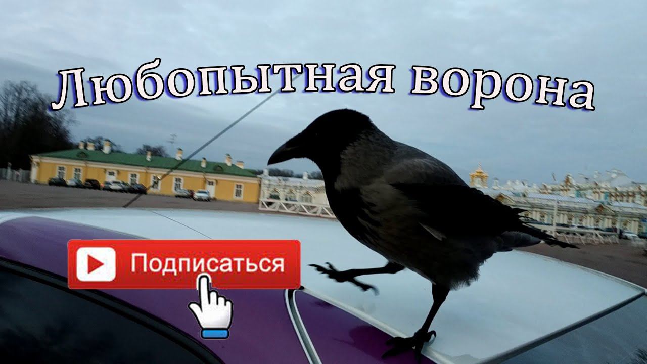 Веселая ворона