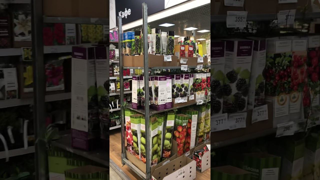 Цветочная красота в Леруа Мерлен. На своём канале показываю, как это все вырастить. Приглашаю!