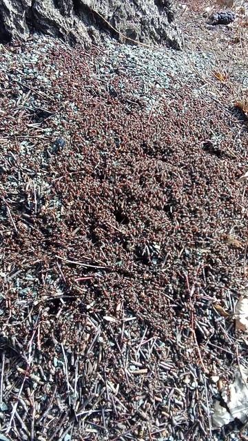 Муравей воспрял.