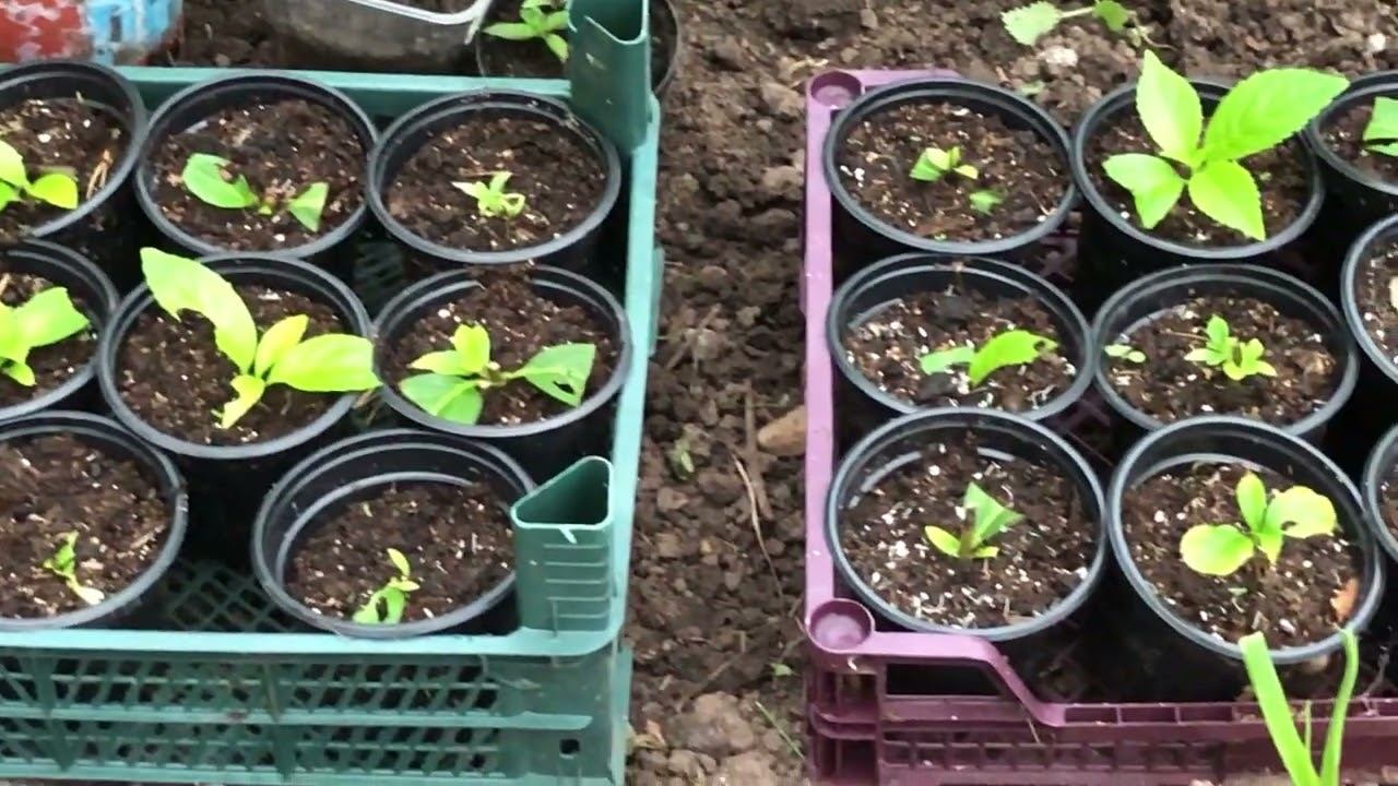 Готовлю колеусы к зимовке. Более 100 сортов