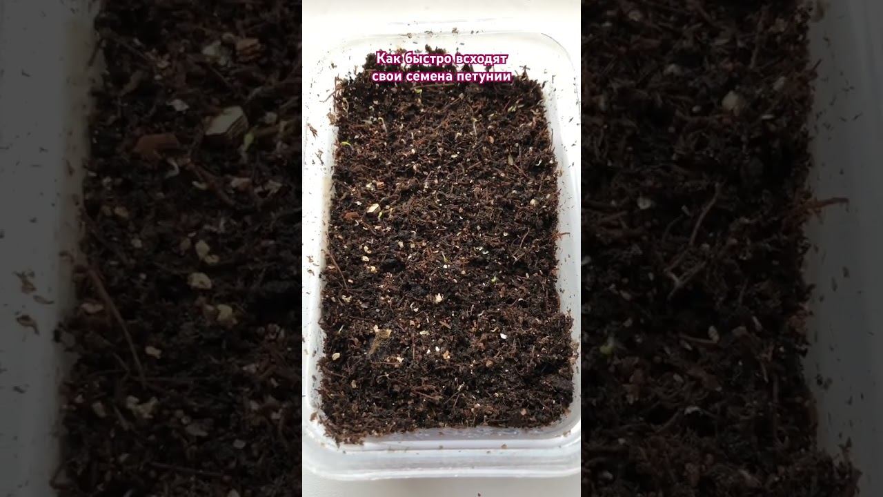 Как быстро всходят свои семена петунии? #цветы #сад #петуния #дача #хозяйкадомасада