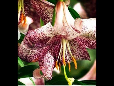 Пришла посылка с новейшими сортами и гибридами лилий из Крыма