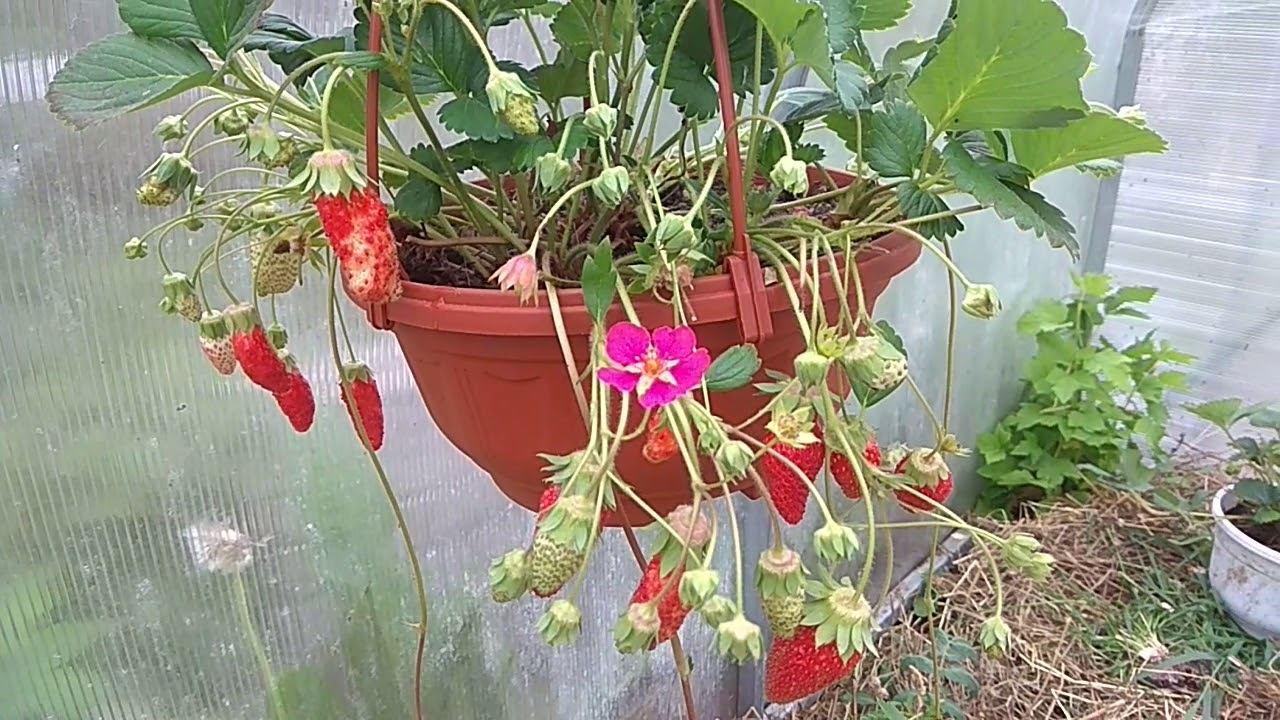 Ремонтантная клубника в теплице 12 июня